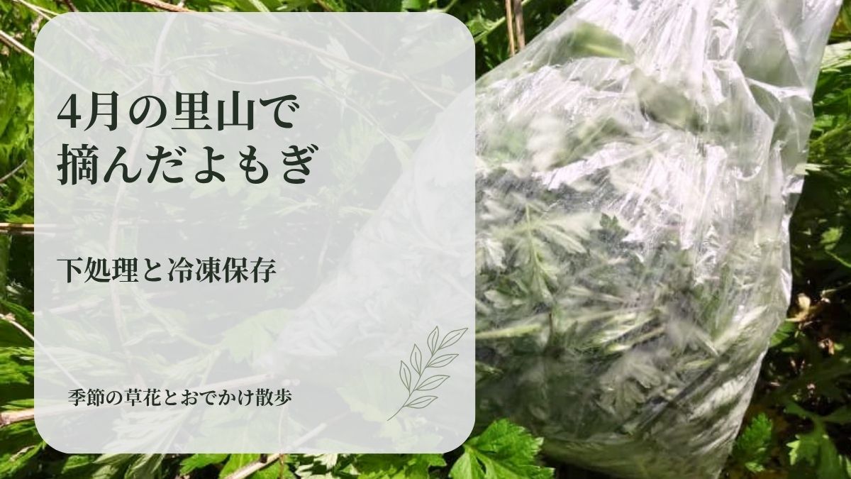 4月の里山で摘んだよもぎ｜下処理と冷凍保存の流れ